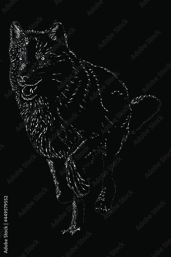 grey wolf scratch vector hand drawing illustration. vector isolated ...
