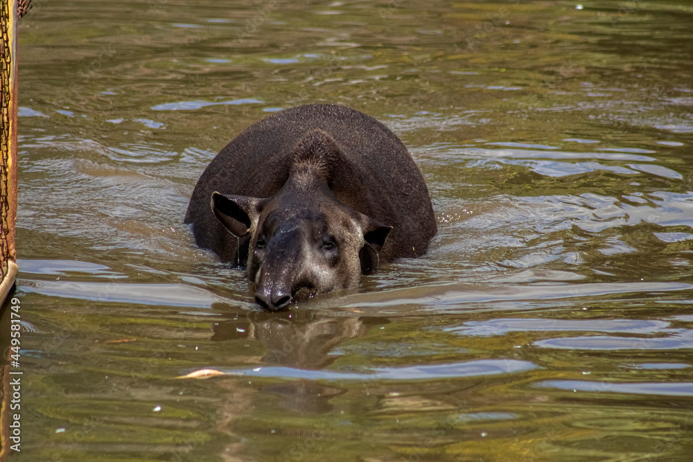 Tapirus terrestris, tapir is a large, herbivorous mammal, similar in ...