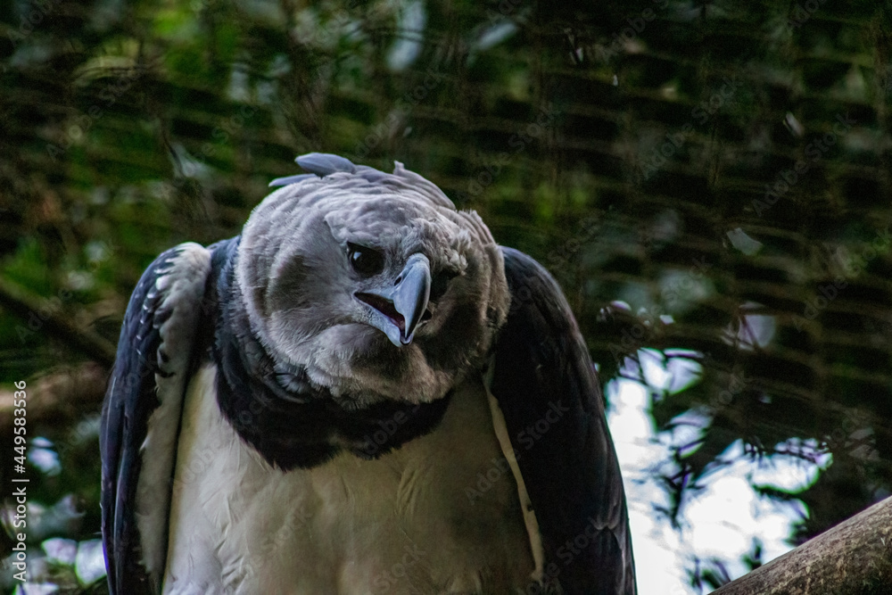 The harpy eagle Harpia harpyja is a neotropical species of eagle Stock ...