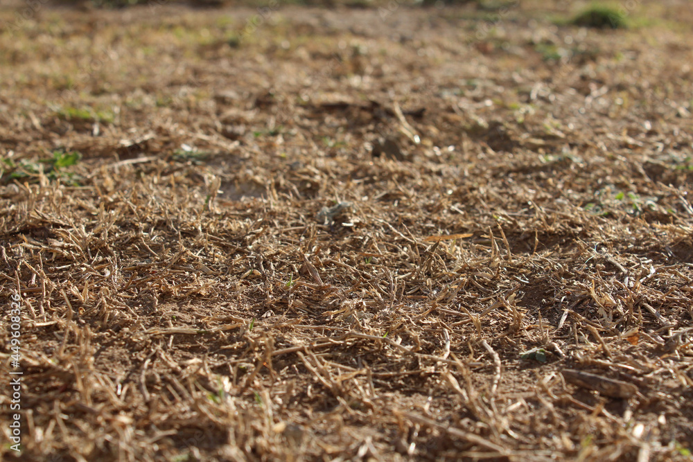 Textura de pasto seco marrón. Stock Photo | Adobe Stock