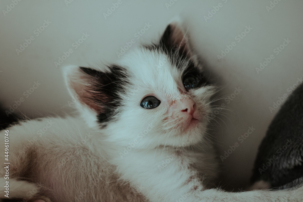 Gato blanco con orejas negras Stock Photo | Adobe Stock