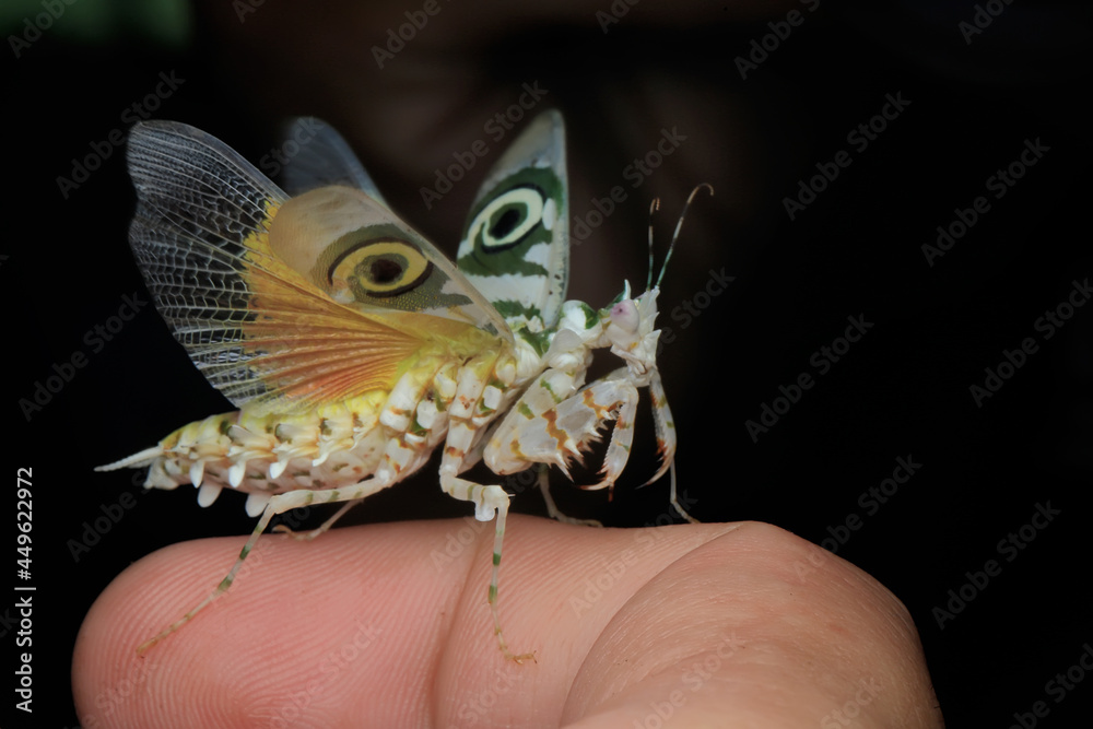 A spiny flower mantis (Pseudocreobotra wahlbergii) is flapping its ...
