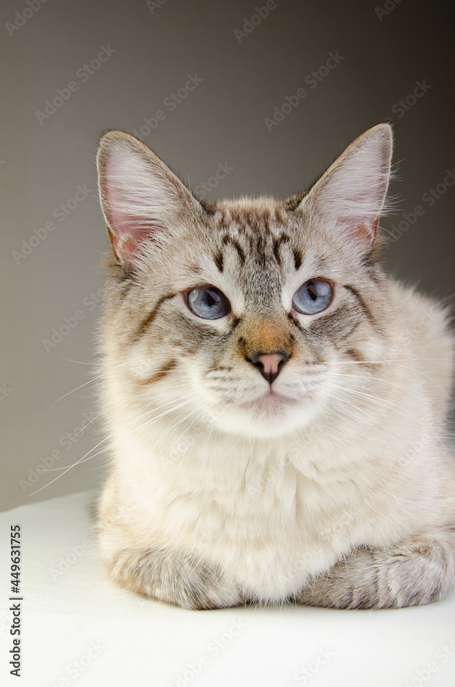 Gatito blanco siberiano atigrado ojos azules posando mirada Stock Photo ...