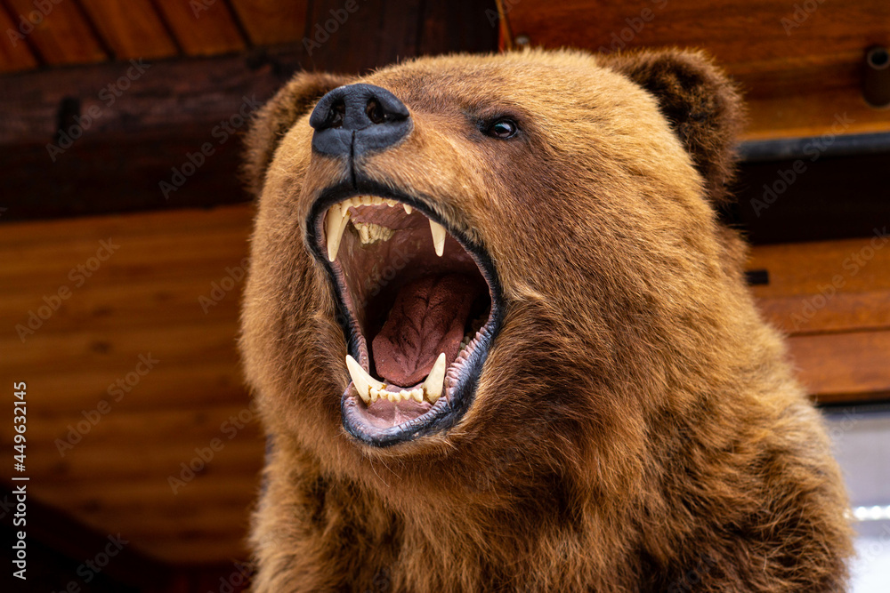 Russian bear, brown bear, brown bear Stock Photo | Adobe Stock
