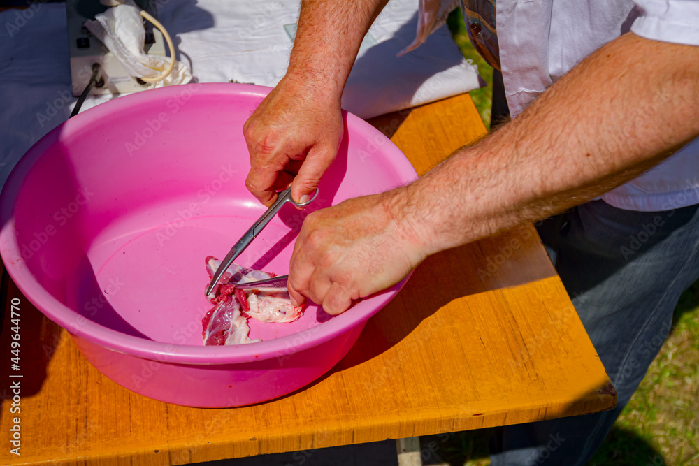 Veterinary takes a lung tissue sample using scissors and tweezers ...