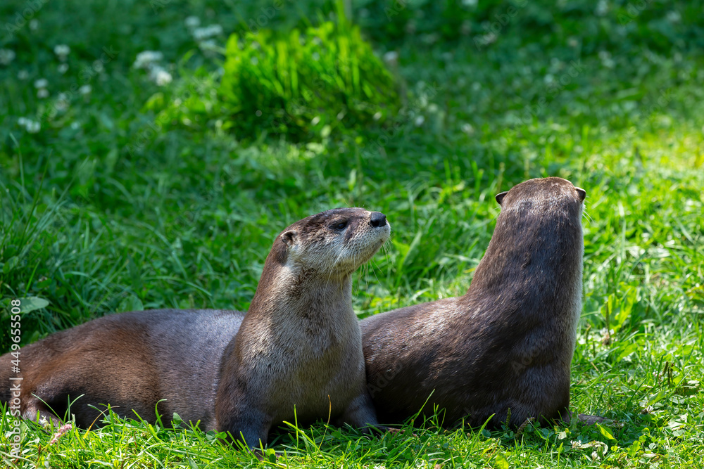 The North American river otter (Lontra canadensis), also known as the ...