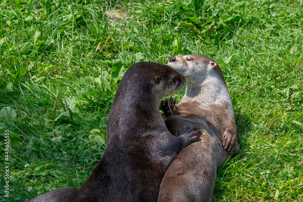 Foto de The North American river otter (Lontra canadensis), also known ...