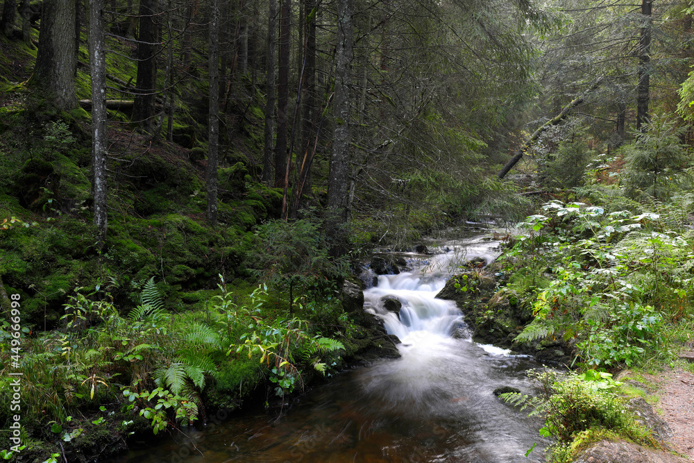Kleiner Bach im Wald, Bayerischer Wald, Bayern, Deutschland, Europa ...