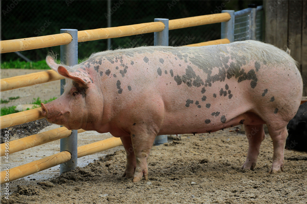 Hausschwein (Sus scrofa domesticus) im Gehege Stock Photo | Adobe Stock
