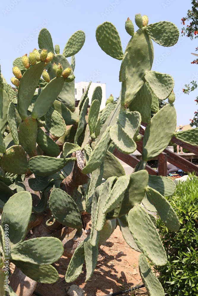 Opuntia, commonly called prickly pear, is genus of flowering plants in ...