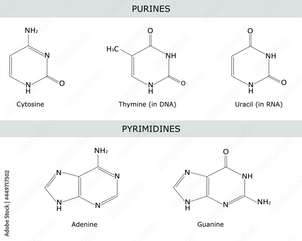 Póster Structural formulas of purine and pyrimidine nitrogenous bases ...