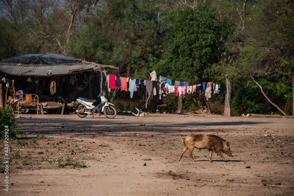 Pig walks in front of a house with clothes hanging in El Impenetrable ...