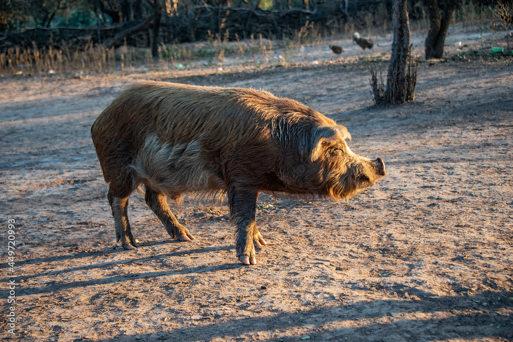 Pig standing on the ground with backlit sunlight in the impenetrable ...