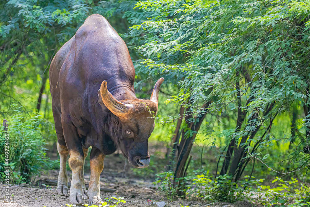 Indian Bison in the field Stock Photo | Adobe Stock
