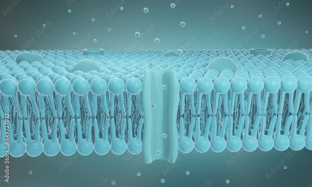 Cell membrane structure , Lipid bilayer 3d illustration Stock ...