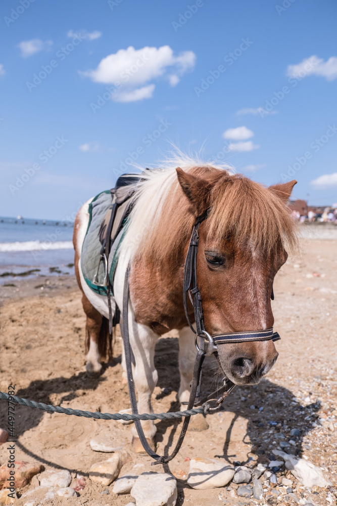 Ponies Giving Rides On Hunstanton Seafront On A Summers Afternoon Stock ...