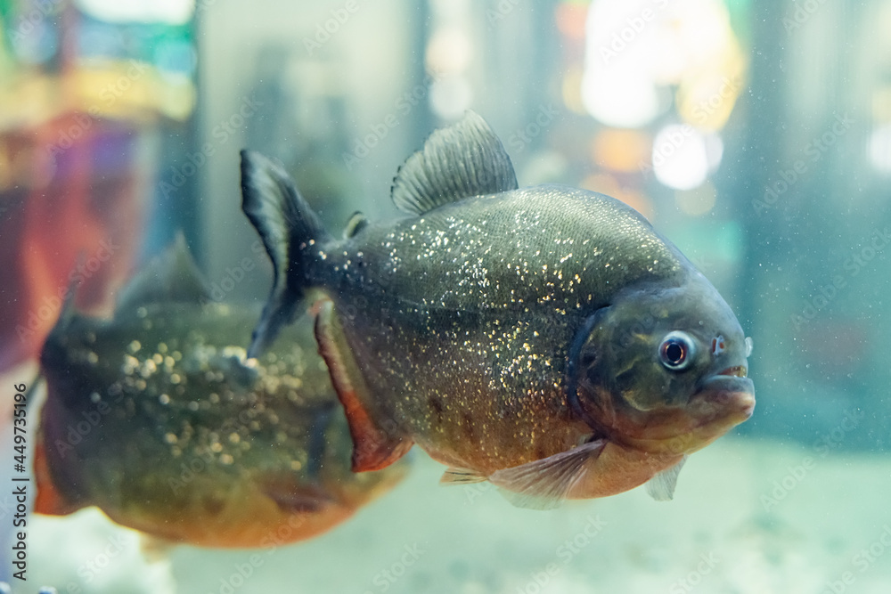 Dangerous predatory fish piranha swims in the aquarium. Pygocentrus ...