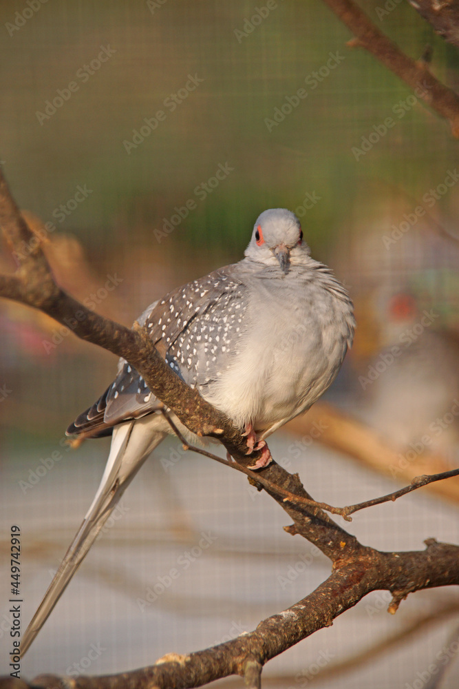 Taube mit hellem Gefieder sitzt auf einem Ast in einer Volière Stock ...