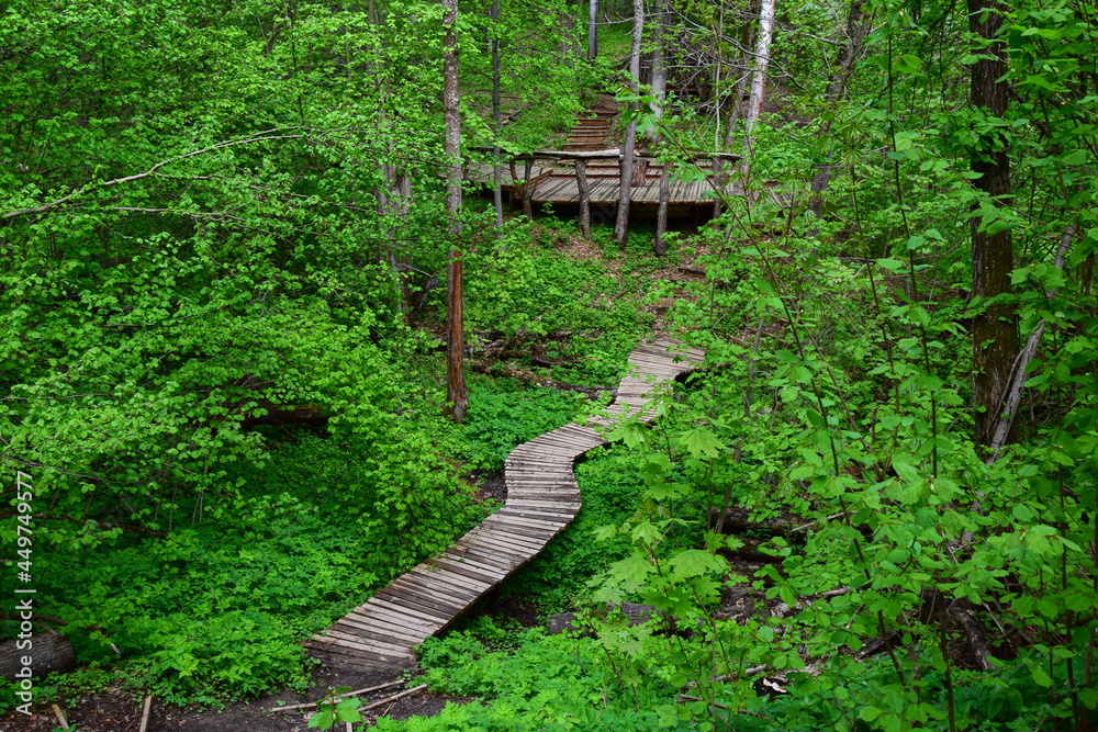 Path of boards in the forest leading to a wooden structure Stock Photo ...