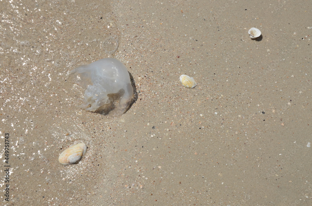 sand, beach, sea, nature, footprints, shell, summer, footprint, ocean ...