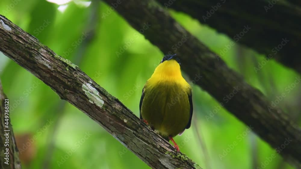 Golden-collared manakin - Manacus vitellinus black and yellow bird in ...