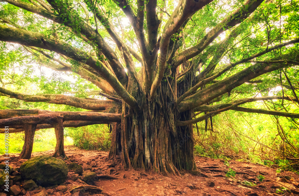 Banyan Tree Stock Photo | Adobe Stock