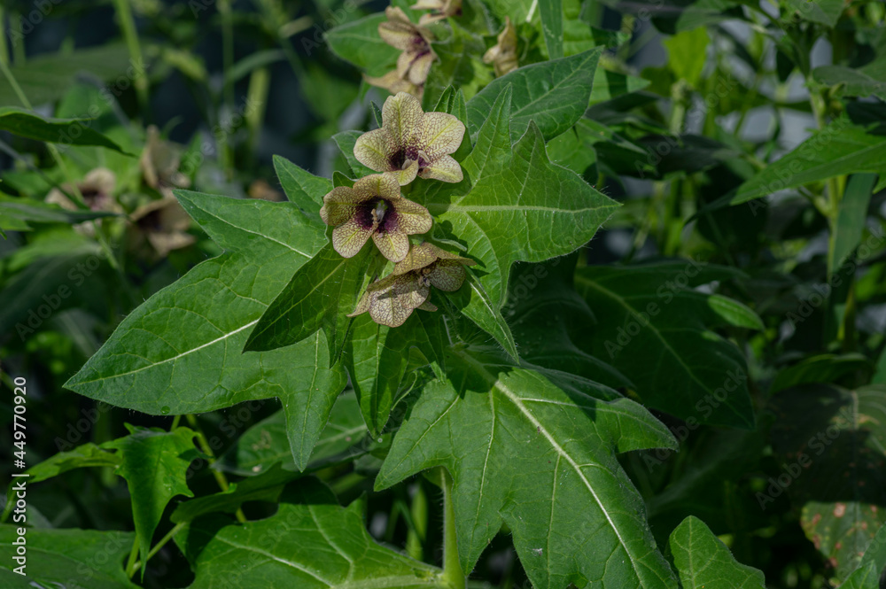 Hyoscyamus niger, commonly known as henbane, black henbane or stinking ...