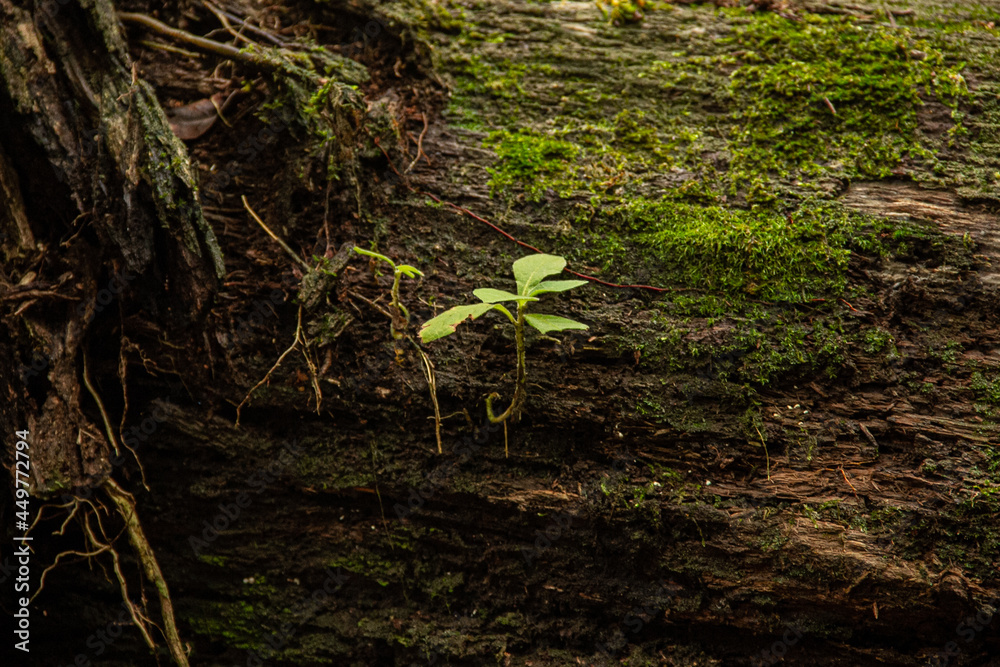 Mata Atlântica Stock Photo | Adobe Stock