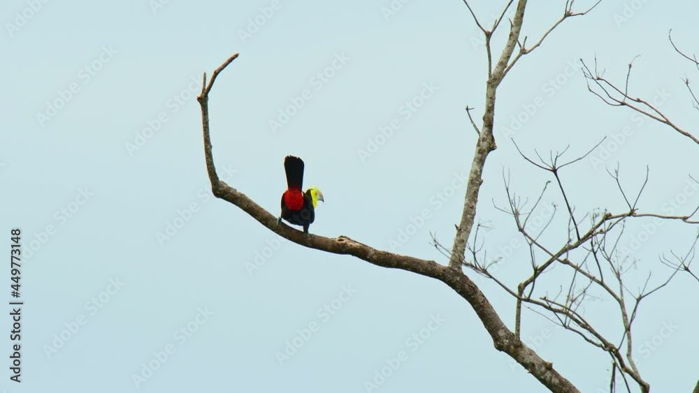 Keel-billed Toucan - Ramphastos sulfuratus also known as sulfur ...