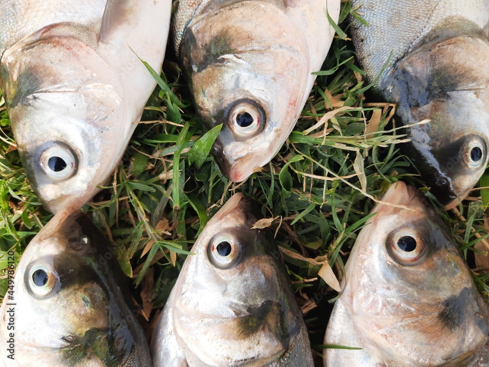 Rohu fish. It is a species of fish of the carp family. its other names ...