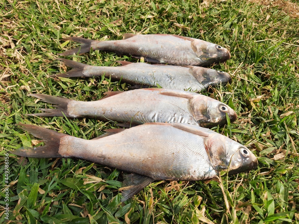 Rohu fish. It is a species of fish of the carp family. its other names ...