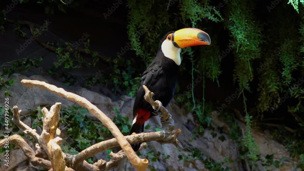 Vídeo do Stock: Toco Toucan open mouth wide open while sitting on ...