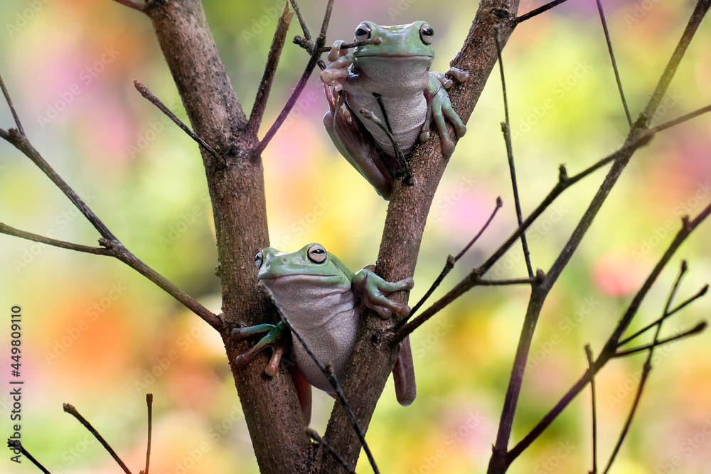 The Australian green tree frog, also known as simply green tree frog in ...
