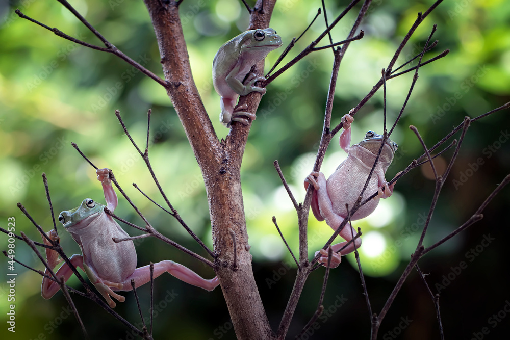 The Australian green tree frog, also known as simply green tree frog in ...