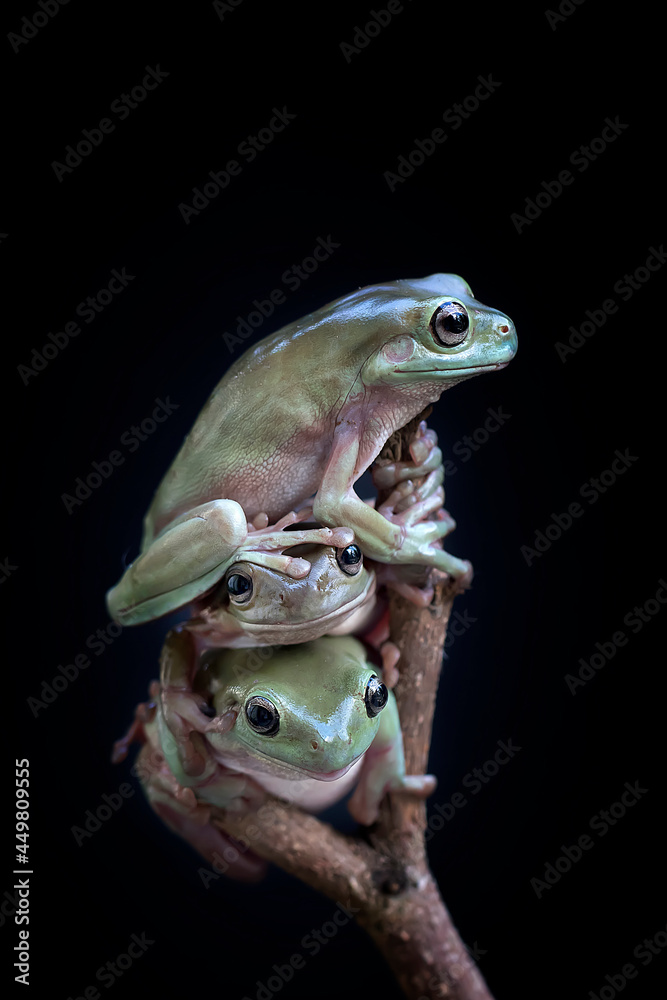 The Australian green tree frog, also known as simply green tree frog in ...