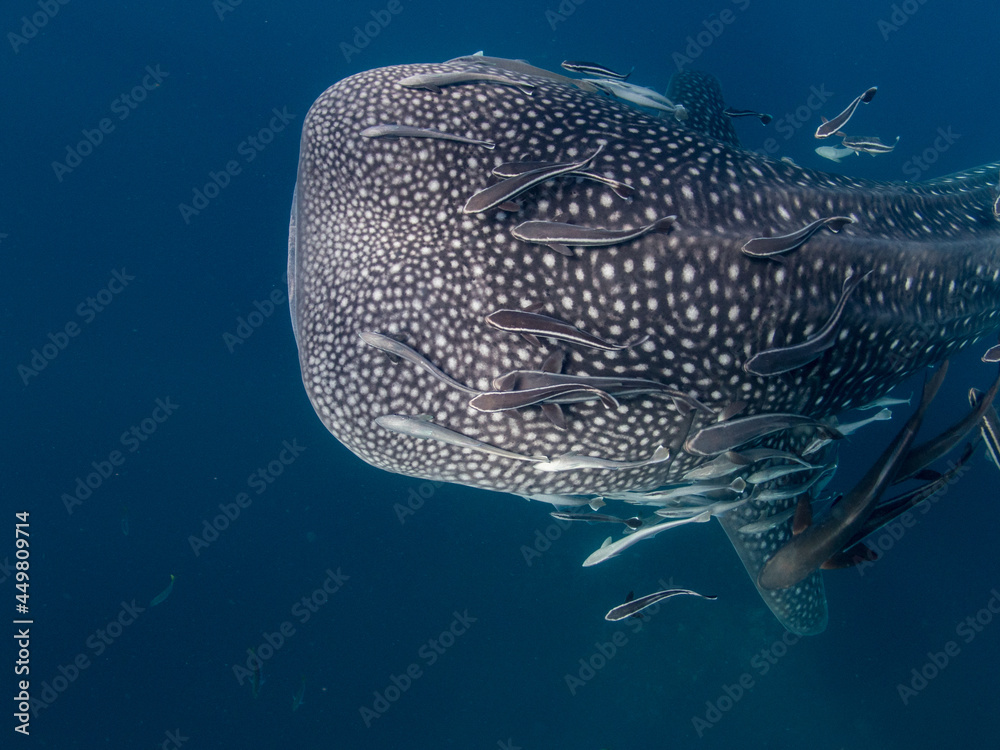 Remora Fish And Whale