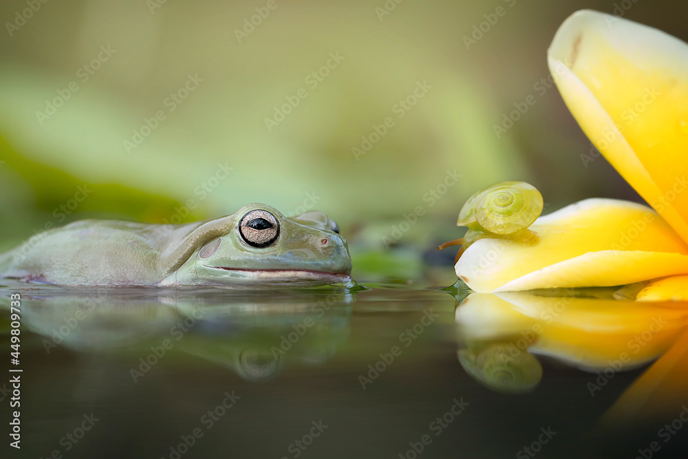 The Australian green tree frog, also known as simply green tree frog in ...