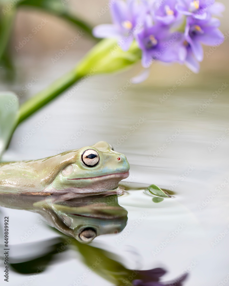 The Australian green tree frog, also known as simply green tree frog in ...