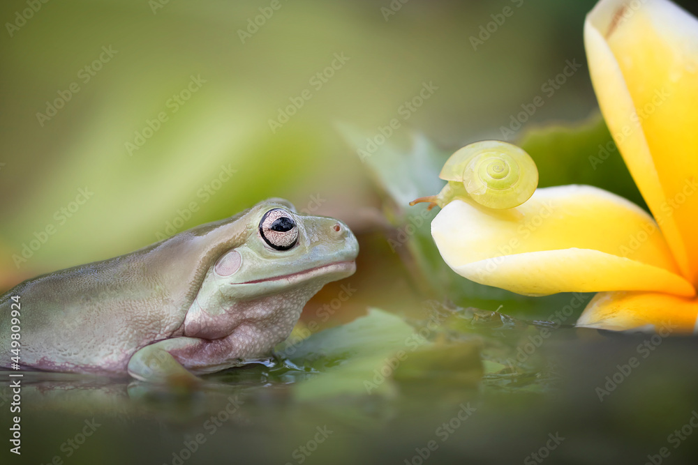 The Australian green tree frog, also known as simply green tree frog in ...