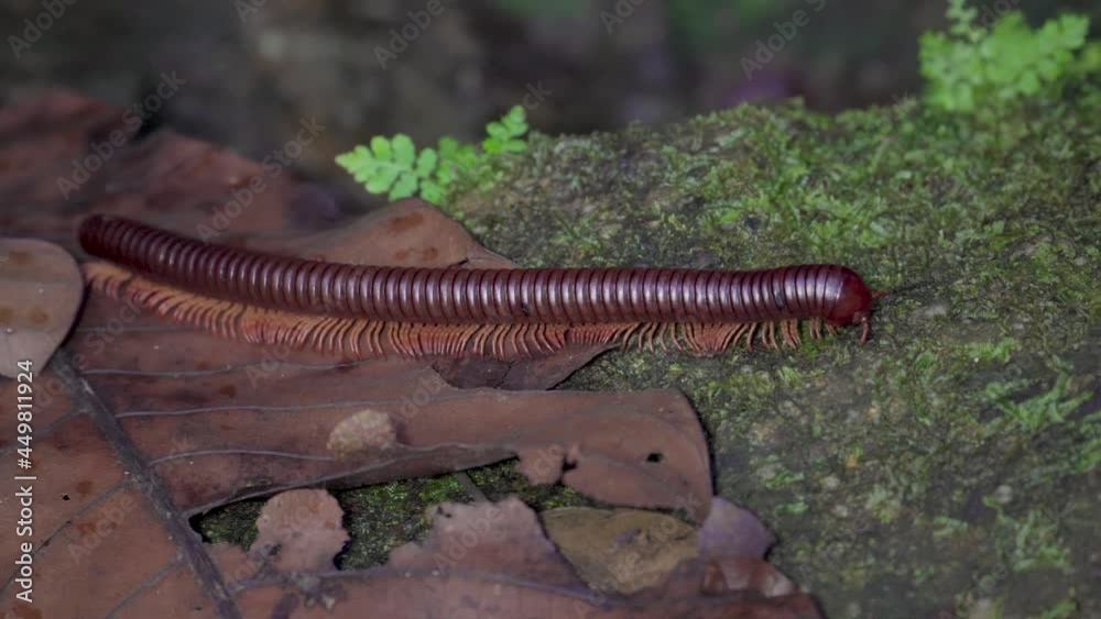 Asian Giant Millipede or Asian Red Millipede (Thyropygus spirobolinae ...