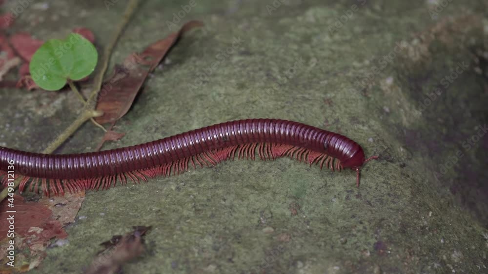 Asian Giant Millipede or Asian Red Millipede (Thyropygus spirobolinae ...
