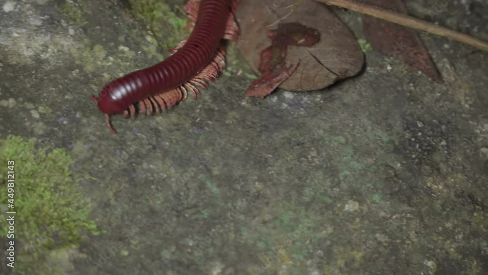 Asian Giant Millipede or Asian Red Millipede (Thyropygus spirobolinae ...