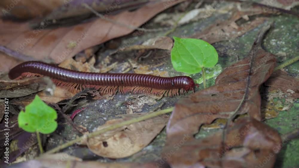 Asian Giant Millipede or Asian Red Millipede (Thyropygus spirobolinae ...