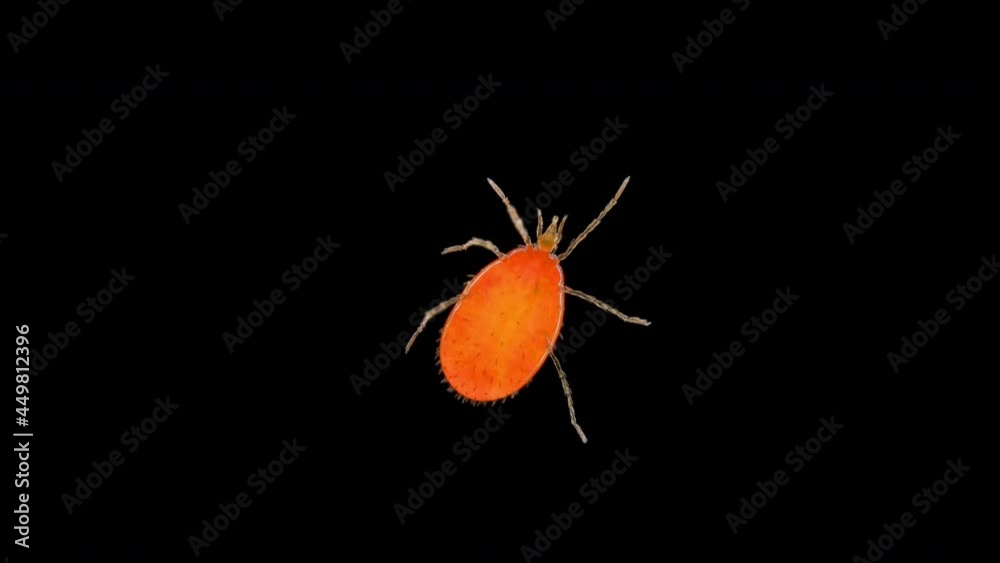 Larva of acari (mite) Leptus sp under a microscope, family Erythraeidae ...
