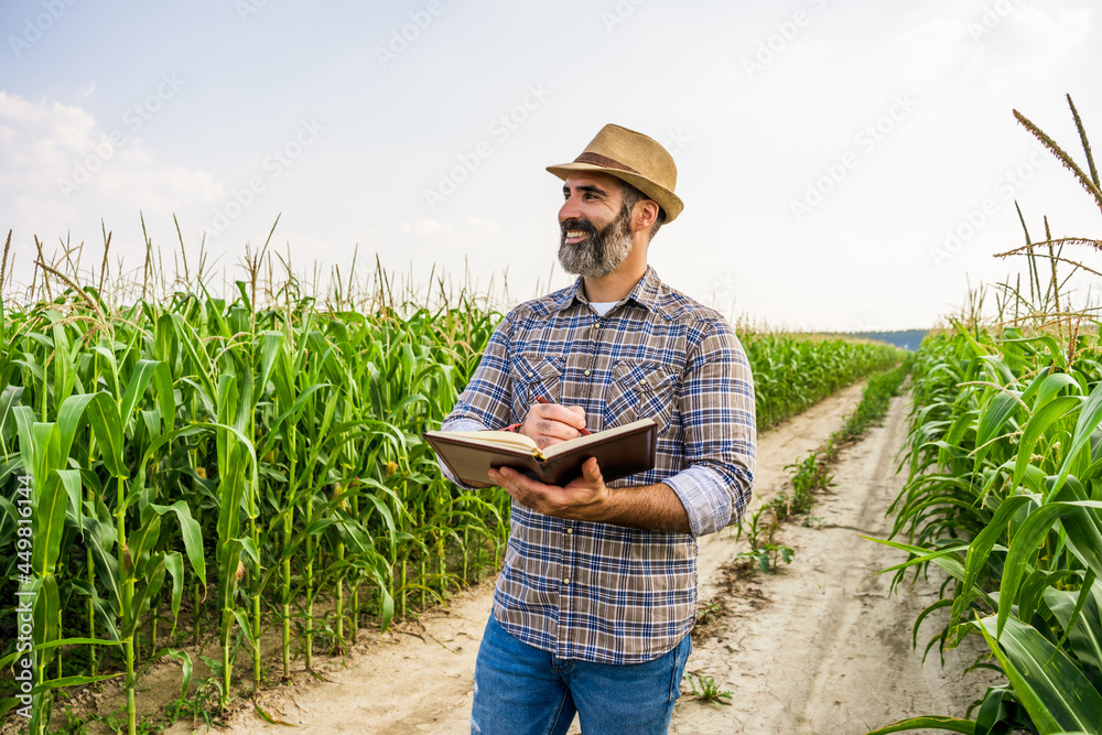 Agronomist is standing in growing corn field. He is examining corn ...
