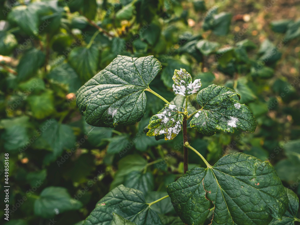 Black currant diseases. Diseases and pests of berry bushes. Curled ...