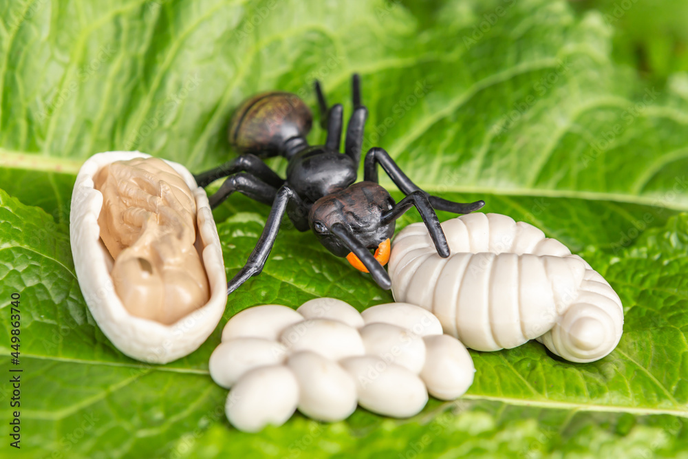 Kids education concept: Life stages of an ant; span of life of an ant ...