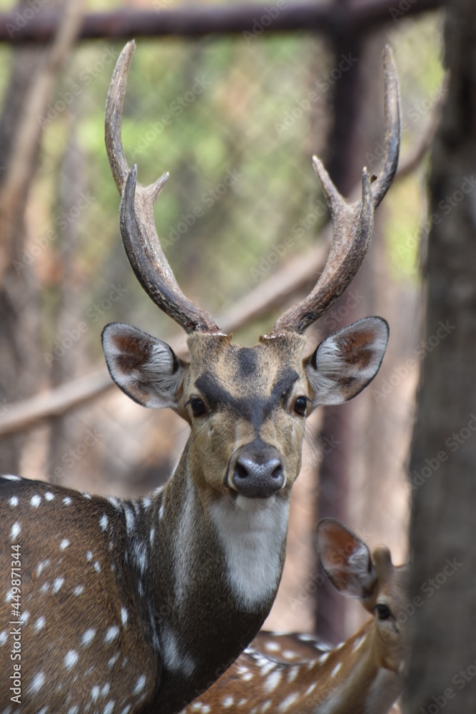 Axis Deer In Alert