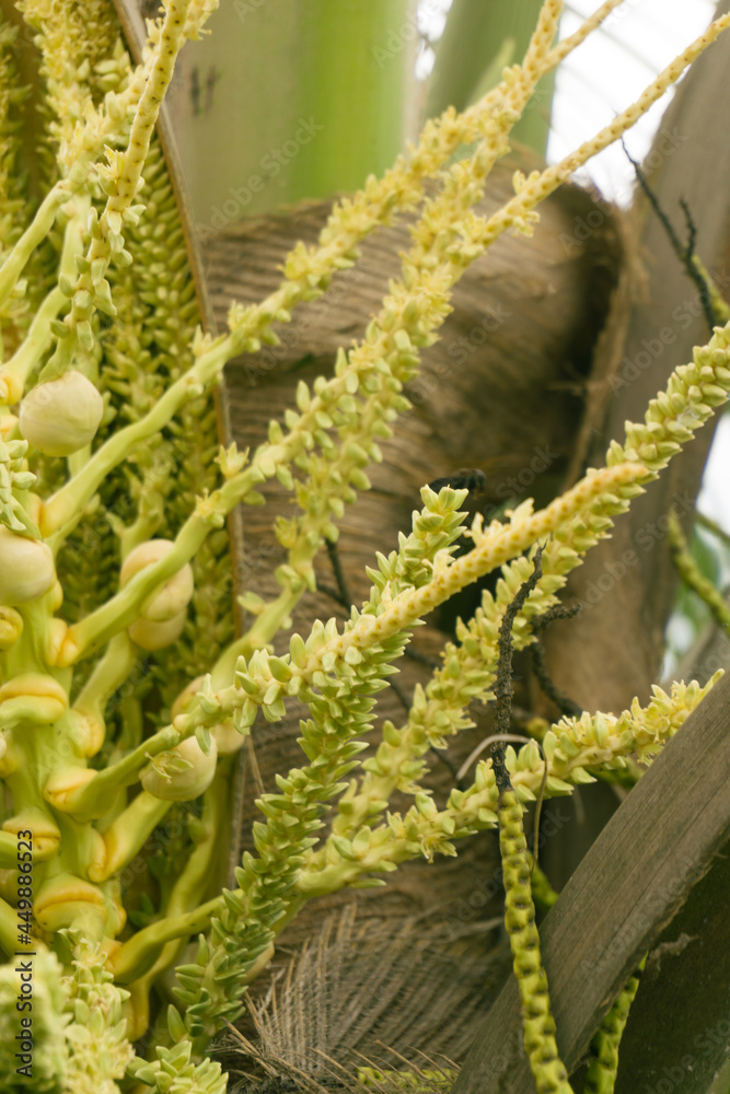 Fresh yellow coconut flowers on a tree, close-up shot and there are ...