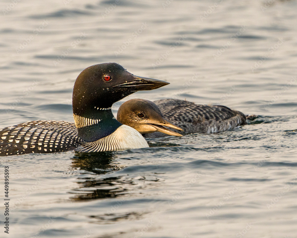 Common Loon Photo. Loon with young immature baby loon swimming in their ...